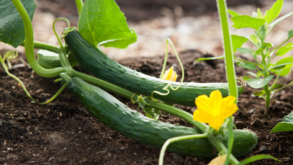 Die Gurke – eine Allrounderin unter den Gemüsesorten | myPfadFinder