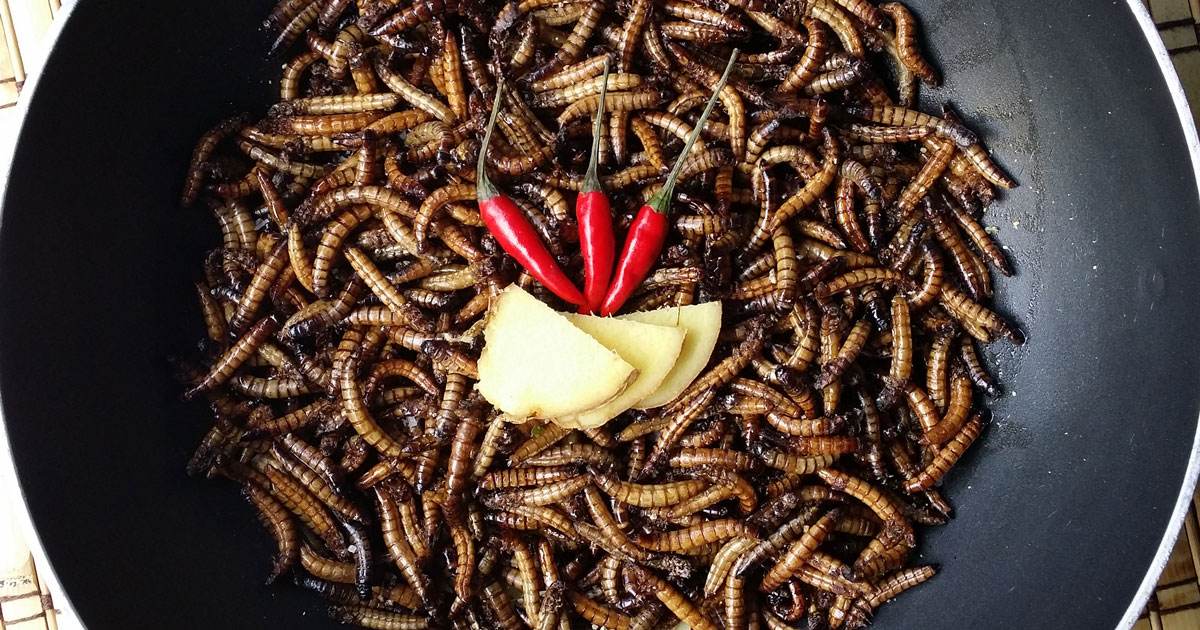 Insekten-Gerichte: Exotischer Genuss oder kulinarischer Alptraum?