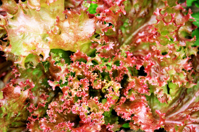 Die Saison der Blattsalate hat begonnen | myPfadFinder