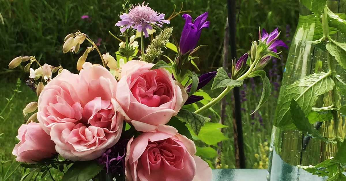 Die Rose - Königin der Blume gehört einfach in jeden Garten