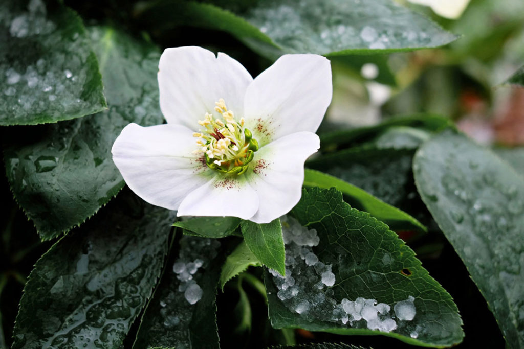 Christrose – die Königin der winterblühenden Stauden | myPfadFinder