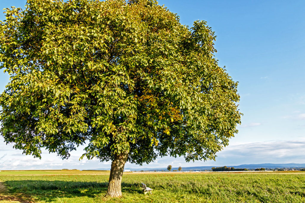 Der Walnussbaum – tief in der Medizin und im Volksglauben verwurzelt ...