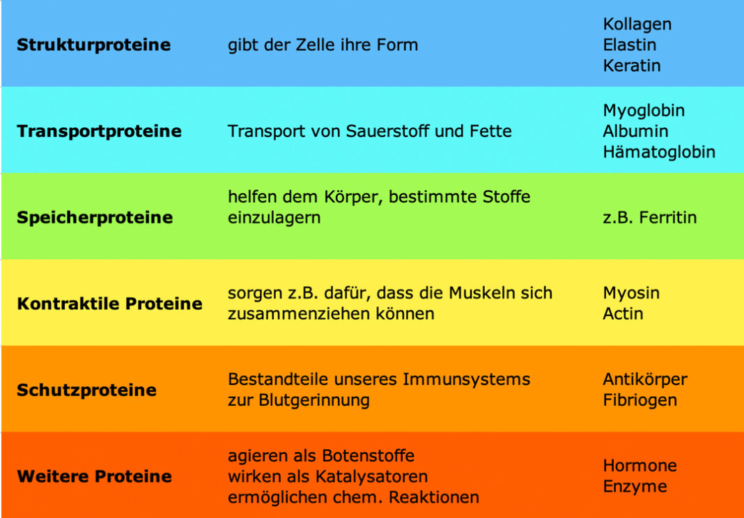 Warum Eiweiß zum Abnehmen so essenziell wichtig ist | myPfadFinder