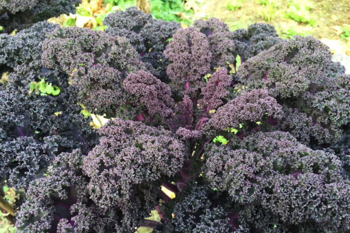 Federkohl ist das Superfood unter den Wintergemüsen | myPfadFinder